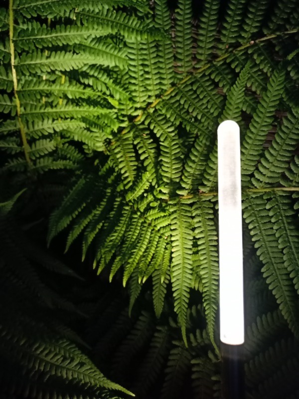 BIHAM Bullrush | B4021